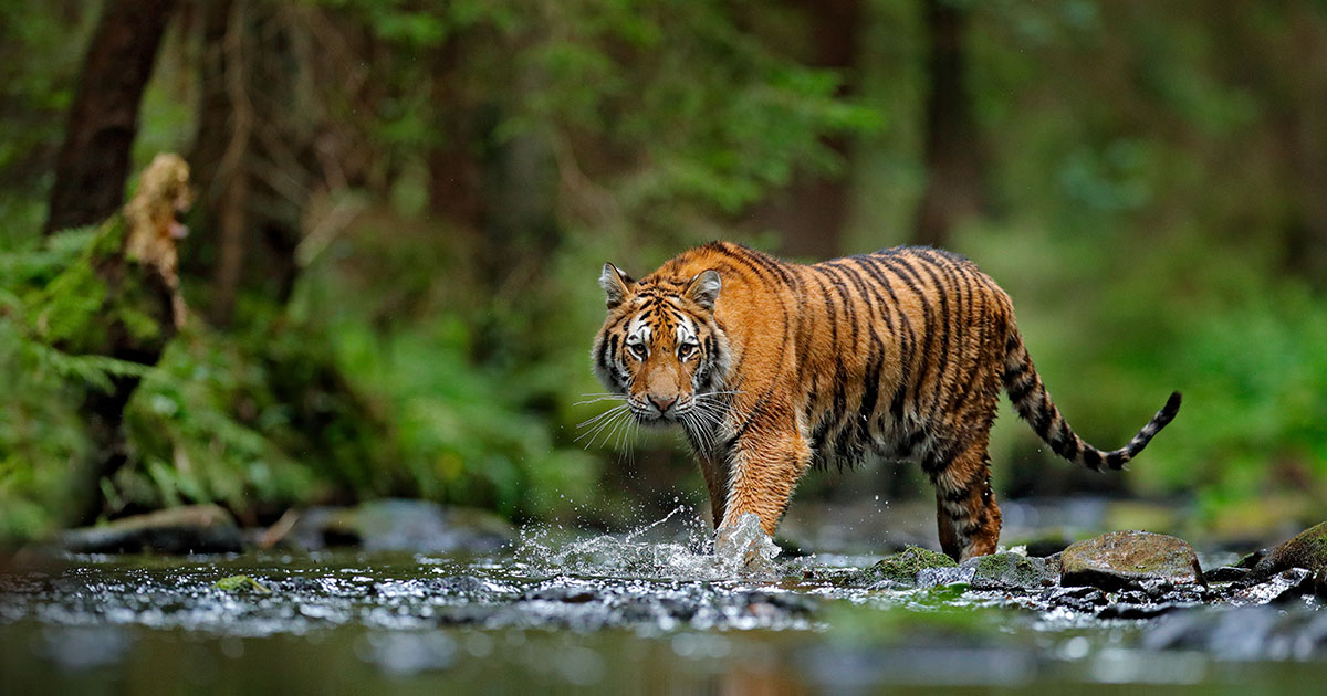Riding the Emerging Markets Tiger | HPH Solutions
