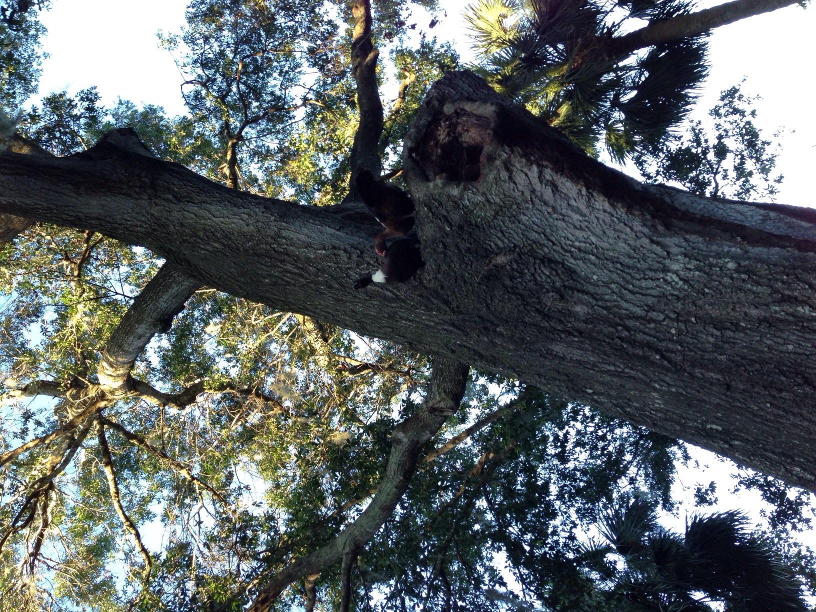 HPH Solutions: Wheel of Life | What’s the Money For?